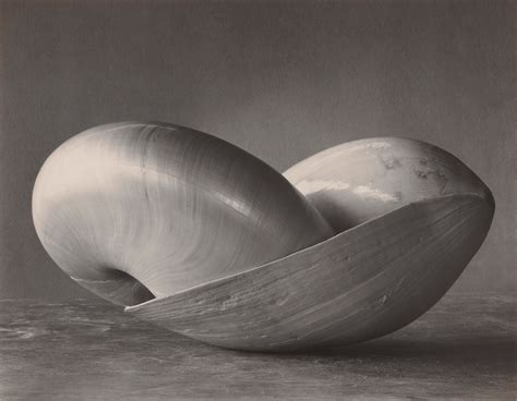 Museum Edward Weston Used Shells To Create Some Of His Most