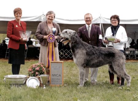 Home Irish Wolfhound Club Of America Inc Irish Wolfhound
