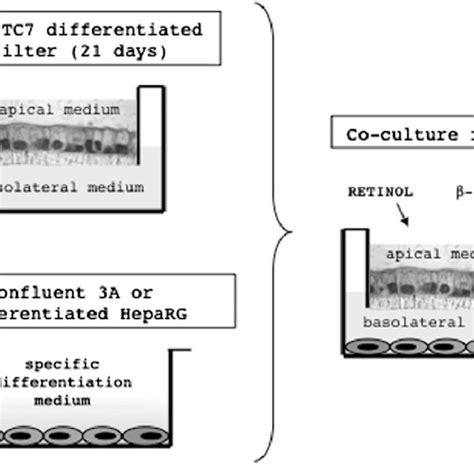 Schematic Representation Of The Co Culture Model Caco 2tc7 Cells Were