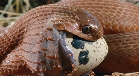 Comment Le Serpent Digère T Il Une énorme Proie Science Et Vie