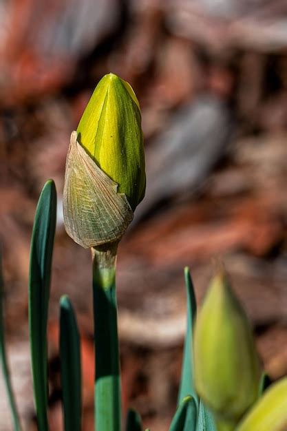 Premium Photo Closeup Of A Vibrant Green Budding Plant