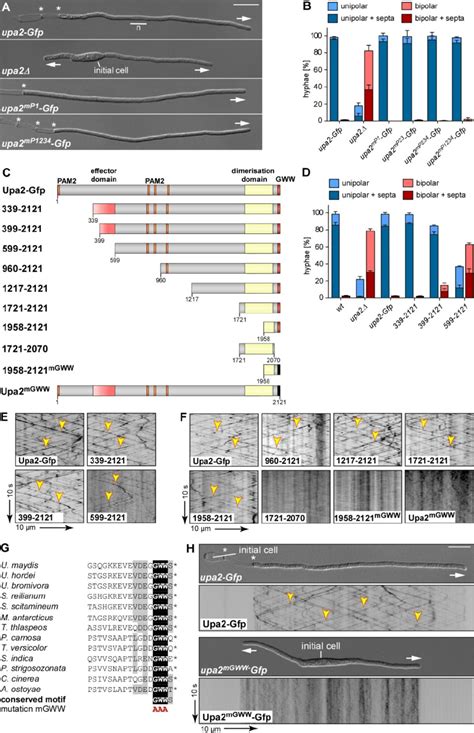 Upa2 Carries A Functional Important Effector Domain At The N Terminus