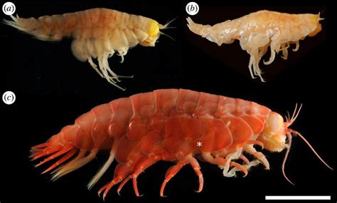 Tiny Crustaceans Are Eating Microplastics In Marine Science In A Drop