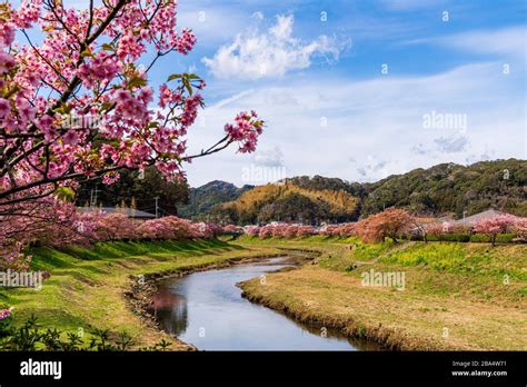 Sakura Spring Cherry Blossom Along The Aono River In Minamiizu A Town