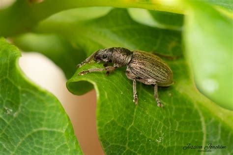 Polydrusus Marginatus Les Carnets Nature De Jessica Photographie Et Illustration Naturaliste