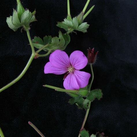 Many Flower Geranium Geranium Polyanthes Plant Care And How To Grow Water