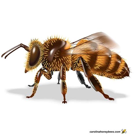 Antennae Bee Anatomy At Simona Brown Blog