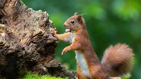 Wallpaper Squirrel Grass Green Background 3840x2160 Uhd 4k Picture Image