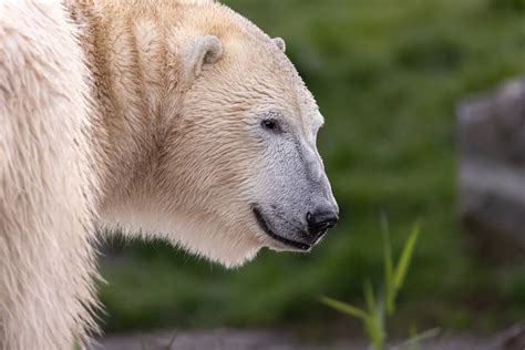 Polar Bear By Hriksen On Deviantart