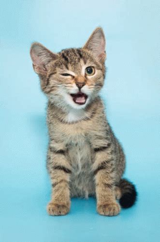 Winking Cat S Tenor