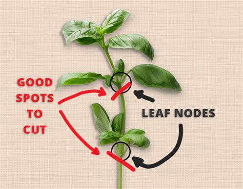 Plant Node