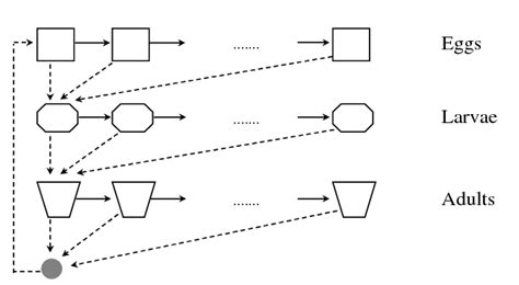 Life Cycle Graph Of An Age And Stage And Stage Structured Population
