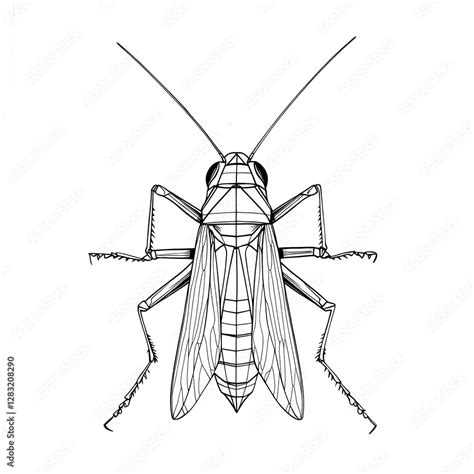 Geometric Grasshopper A Detailed Line Drawing Of An Insect Stock Illustration Adobe Stock