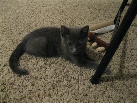 Sur Moi The Blushing Kitty