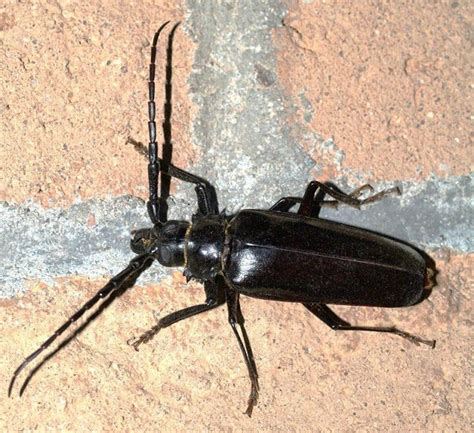What Does A Palo Verde Beetle Look Like At Richard Buntin Blog