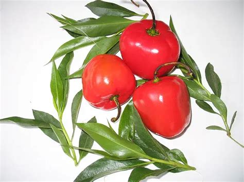 05 Red Rocoto Pepper Marine Foods Inc