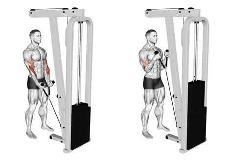 Best Bicep Exercises Mens Health At Emily Jenkins Blog