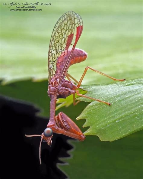 Mantid Fly From Upr Botanical Gardens San Juan Puerto Rico