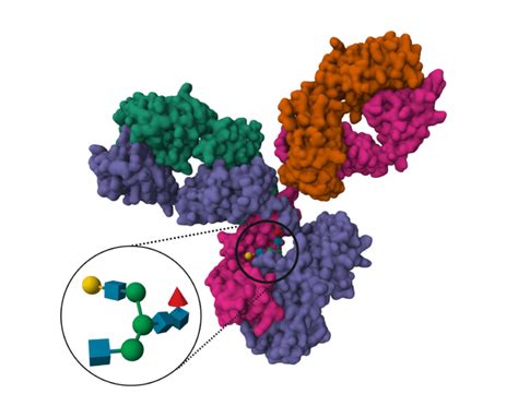 Glycan Analysis Service Via Lc Ms Rapid Novor Characterization