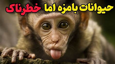 آشنایی با حیوانات خطرناکی که در عین حال بسیار دلپذیرند نماشا