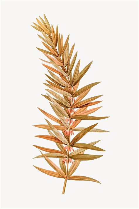 Dried Leaf Collage Element Botanical Premium Psd Illustration Rawpixel