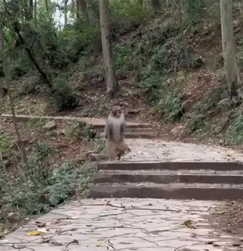 After Losing Its Front Limbs Monkey Learns How To Walk On Two Feet