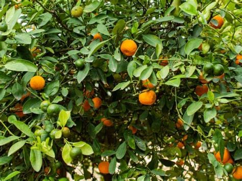 Gestión Digital En Agricultura Para Mejorar La Sanidad Del Cultivo De
