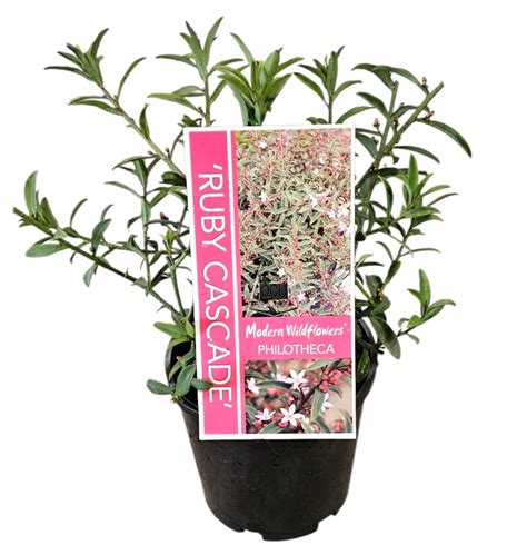 Philotheca Ruby Cascade 140mm The Garden Feast