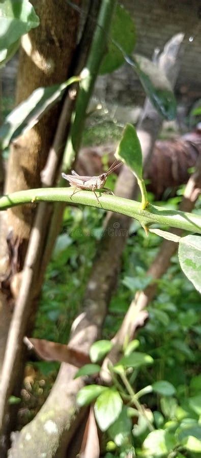 Grasshopper Stock Image Image Of Green Flower Animal 293220629