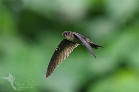 Uniform Swiftlet Aerodramus Vanikorensis These Birds Use E Flickr