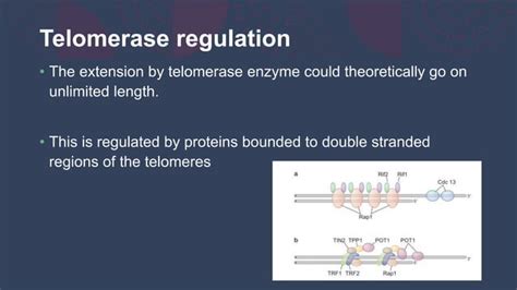 Telomere Replicationpptx