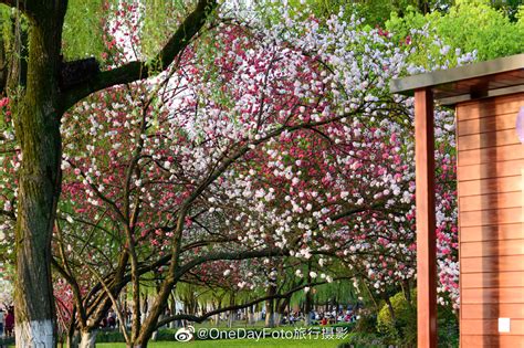 西湖十景之📍柳浪闻莺 阳春三月，桃红柳绿，黄莺飞舞