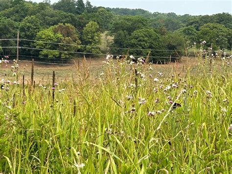 Hidden In Plain Sight Old Growth Remnant Grasslands Us National Park Service