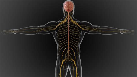 How Do Peripheral Stimulator Implants Work