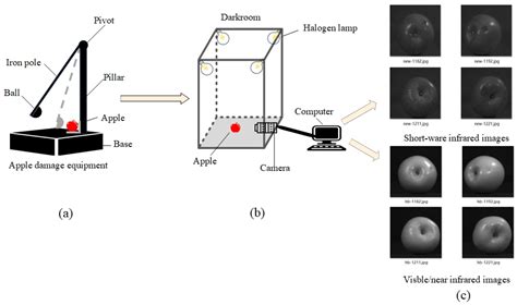 Early Bruise Detection In Apple Based On An Improved Faster Rcnn Model