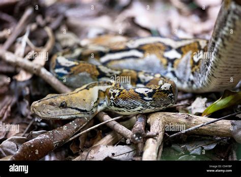 Python Réticulé Python Reticulatus Reticulatus Photo Stock Alamy