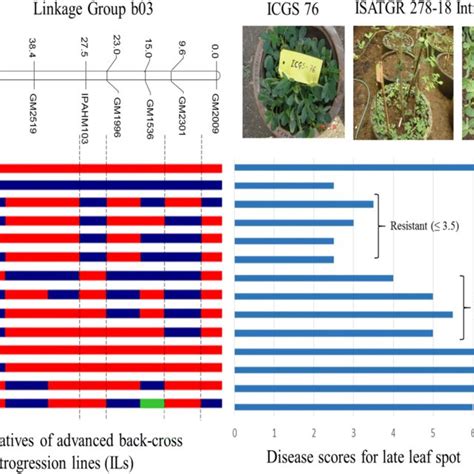 Graphical Representation Of Selected Introgression Lines Ils Of