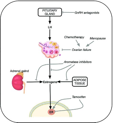 Physiopathology Of Steroidal Hormones Production And Regulation