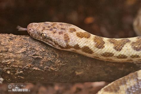 Spotted Python Photos Spotted Python Images Nature Wildlife Pictures