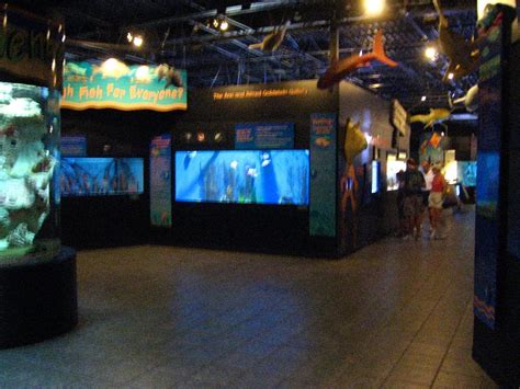 Mote Marine Aquarium Sarasota Fl 005