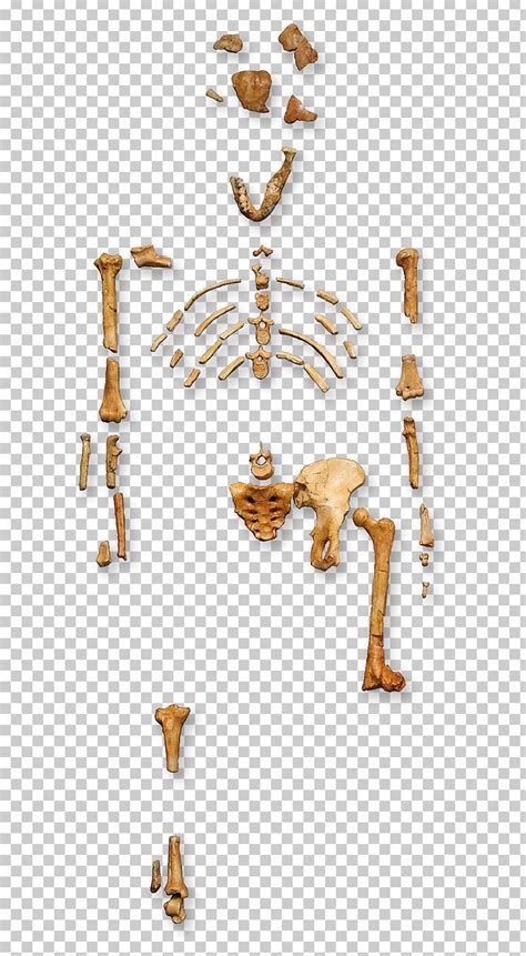 Primate Australopithecus Afarensis Human Evolution Lucy Png Clipart Ape Australopithecine