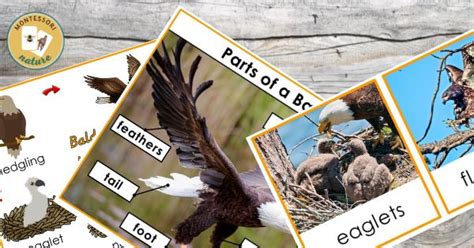 Bald Eagle Stages Of Life