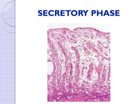 Ppt Female Reproductive System Powerpoint Presentation Free Download