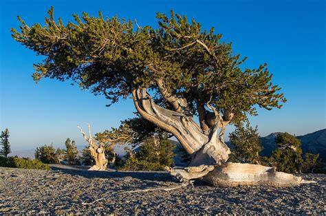 Pine Conifer Needles Species Britannica
