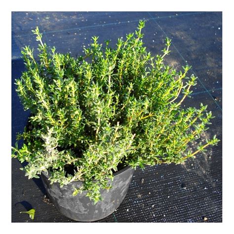 Aed Liivatee Aiamaailm OÜ