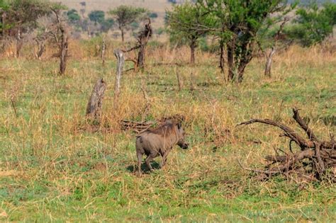 Premium Photo Common Warthog Phacochoerus Africanus In Savanna In