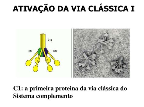 Ppt Sistema Complemento Powerpoint Presentation Free Download Id