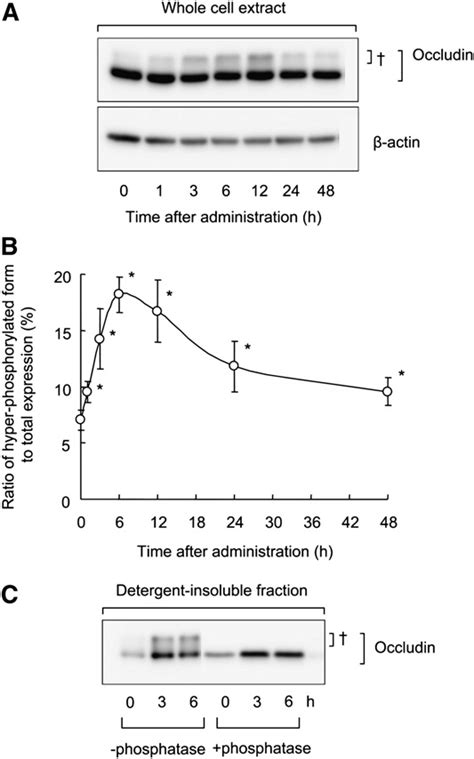 Occludin Phosphorylation In Caco 2 Cell Monolayers Incubated With Download Scientific Diagram