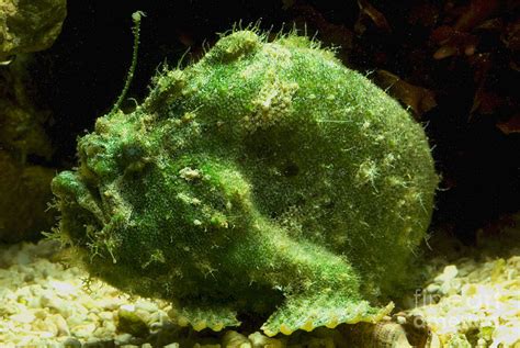 Frogfish Photograph By Danté Fenolio Fine Art America