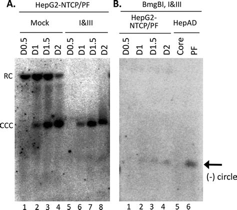 Identification Of An Intermediate In Hepatitis B Virus Covalently Closed Circular Ccc Dna